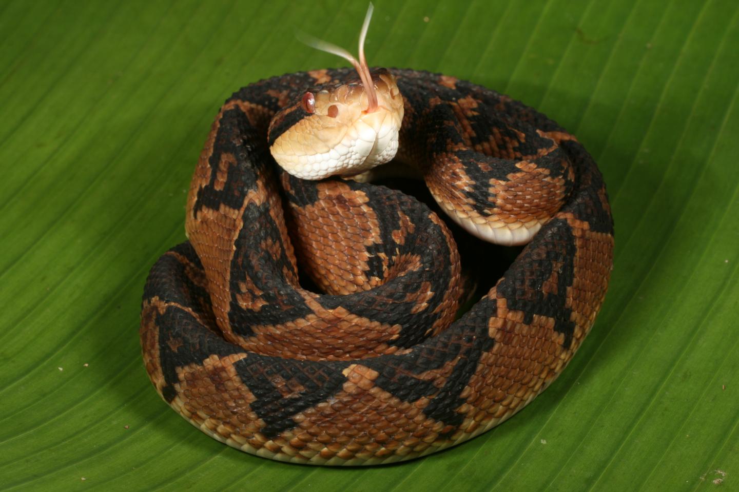 Bushmaster Viper Long Thought [IMAGE] | EurekAlert! Science News Releases