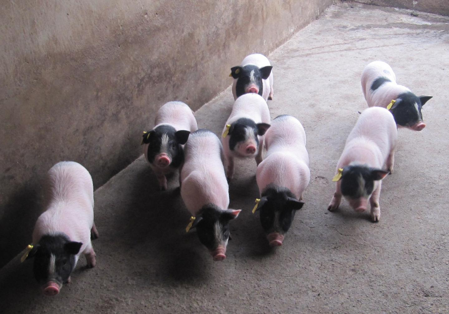 Immune Response Drives Diabetes-Induced Kidne | EurekAlert!