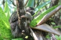 More endangered pygmy sloths in Panama than p | EurekAlert!