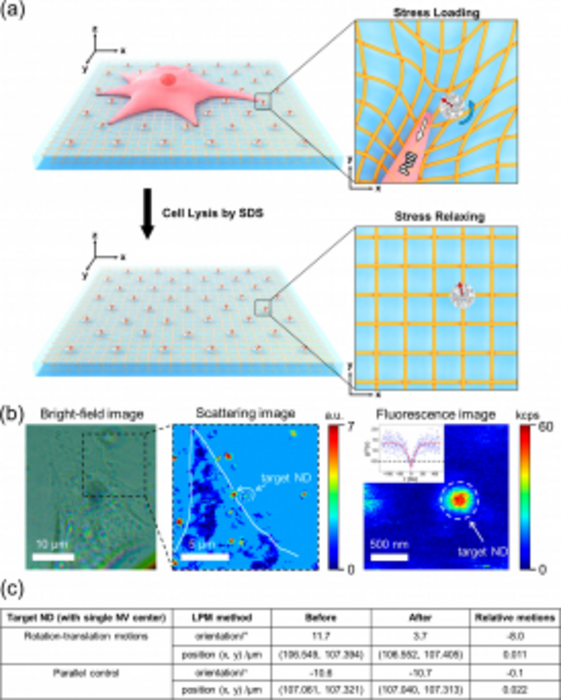 force fields of intact cells [IMAGE] | EurekAlert! Science News Releases