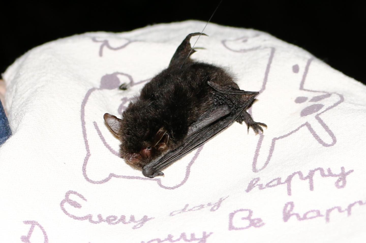Capturing of the rare Yanbaru whiskered bat | EurekAlert!