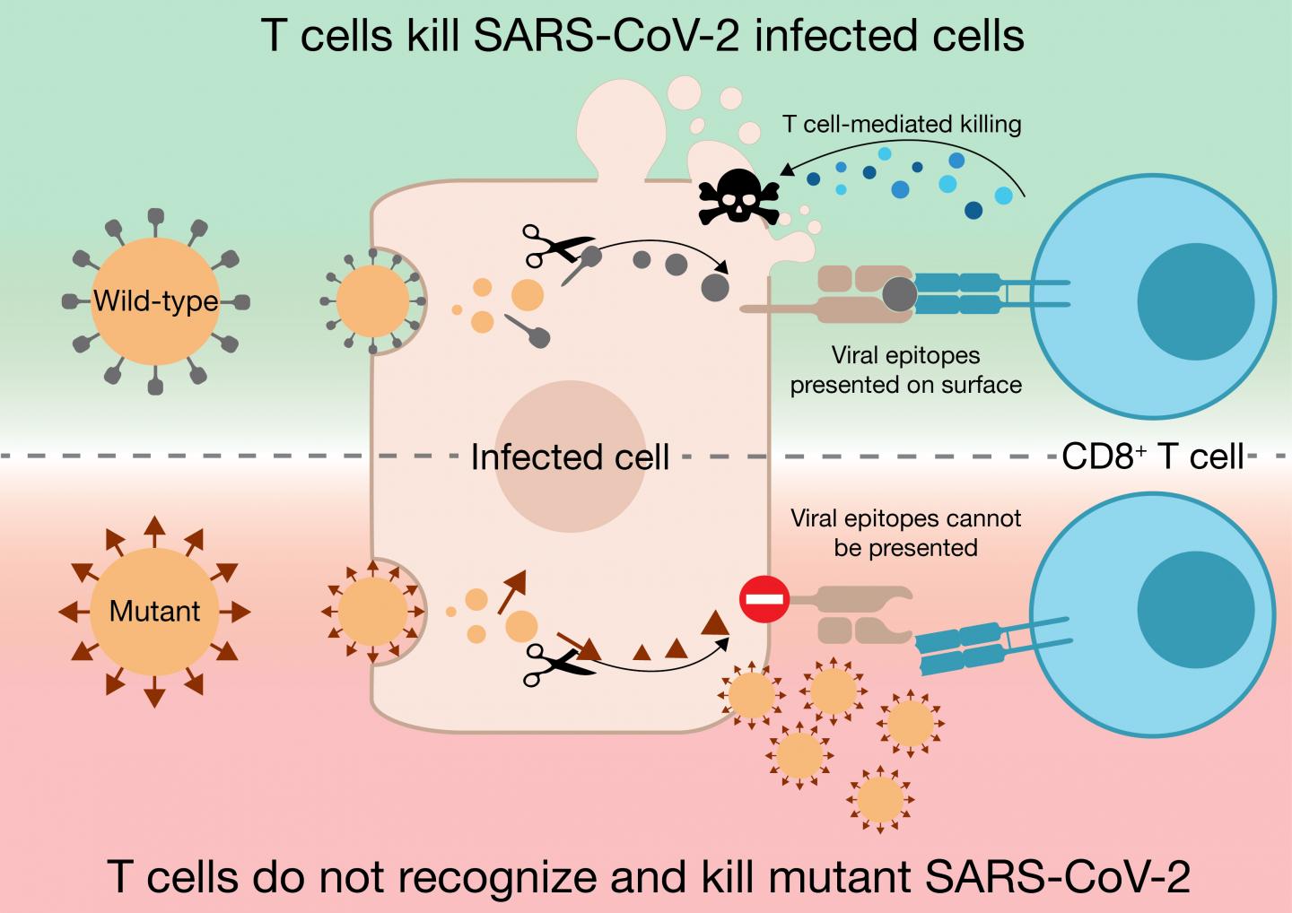 Graphical representation [IMAGE] | EurekAlert! Science News Releases