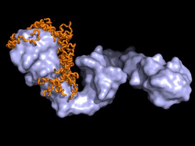 Hsp90-Tau Protein Complex [IMAGE] | EurekAlert! Science News Releases