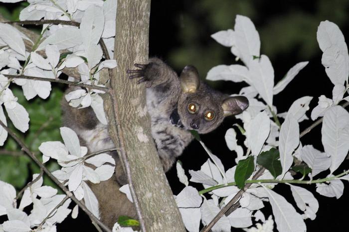 Thick-tailed greater galago [IMAGE] | EurekAlert! Science News Releases