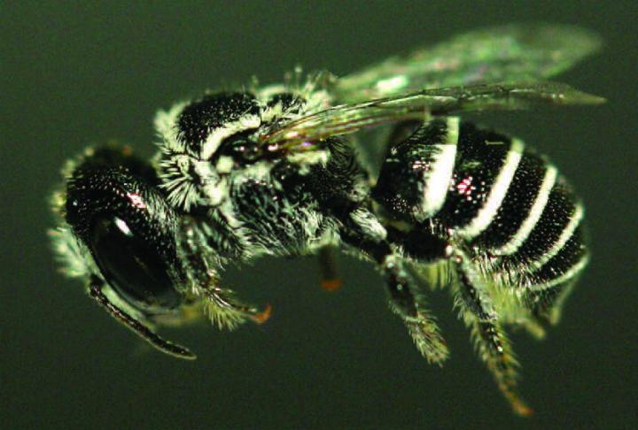 Mason Bee Species [IMAGE] | EurekAlert! Science News Releases