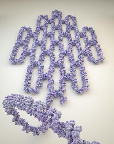 Single-stranded DNA and RNA origami go live | EurekAlert!