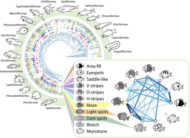 Fig. 2 [IMAGE] | EurekAlert! Science News Releases