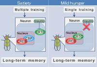 Starving Brains Kick Costly Memory to Survive | EurekAlert!