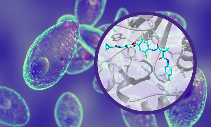 Toxoplasma gondii [IMAGE] | EurekAlert! Science News Releases