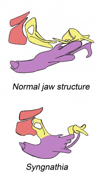 Combined Normal Development an [IMAGE] | EurekAlert! Science News Releases