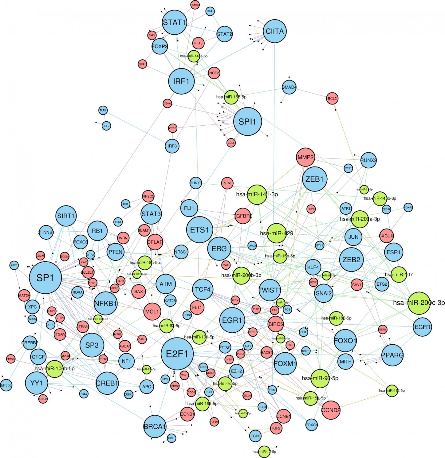 Researchers establish intracellular interacti | EurekAlert!
