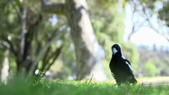Large-group living boosts magpie intelligence | EurekAlert!