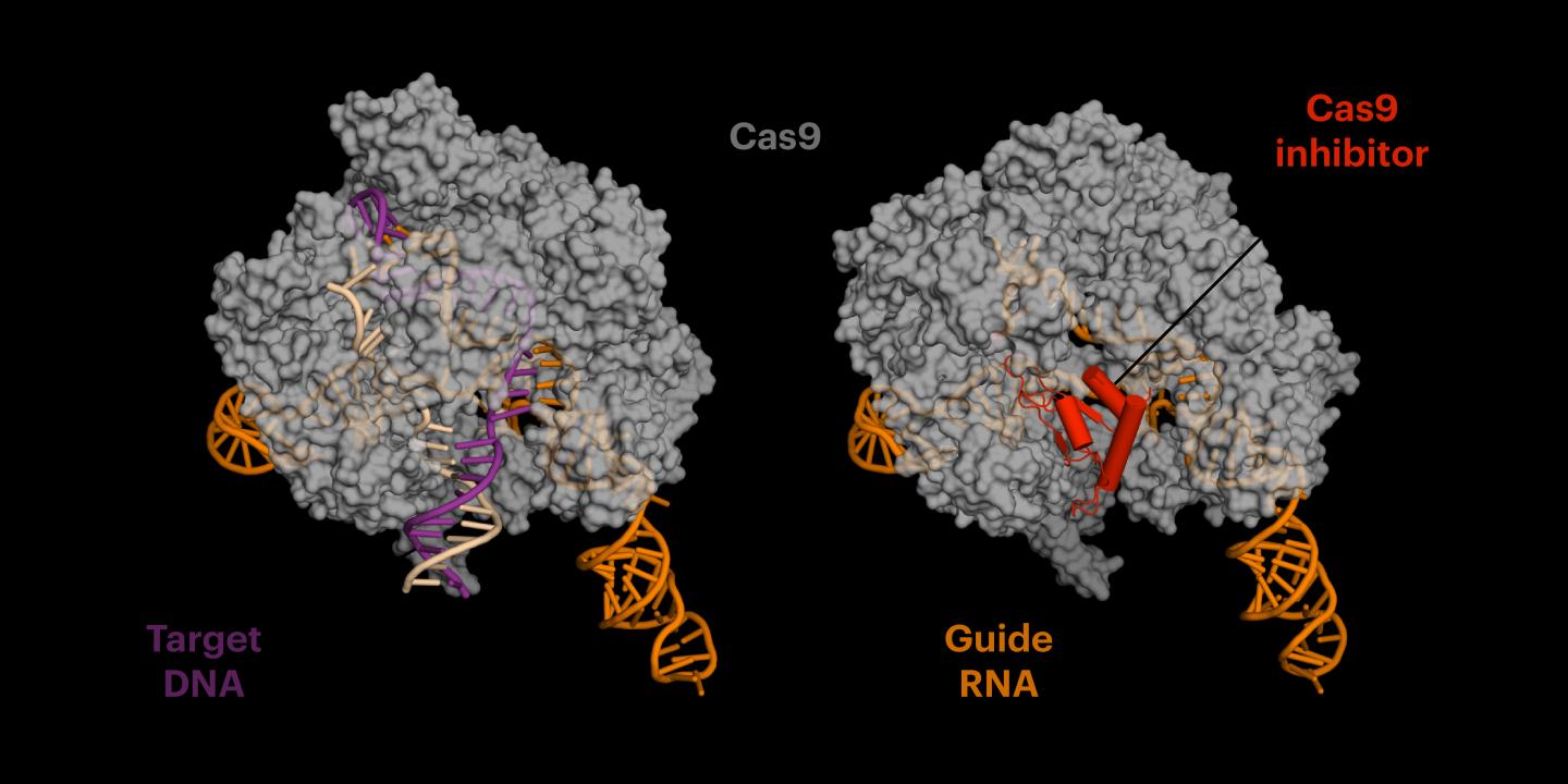 Structure of anti-CRISPR Prote [IMAGE] | EurekAlert! Science News Releases