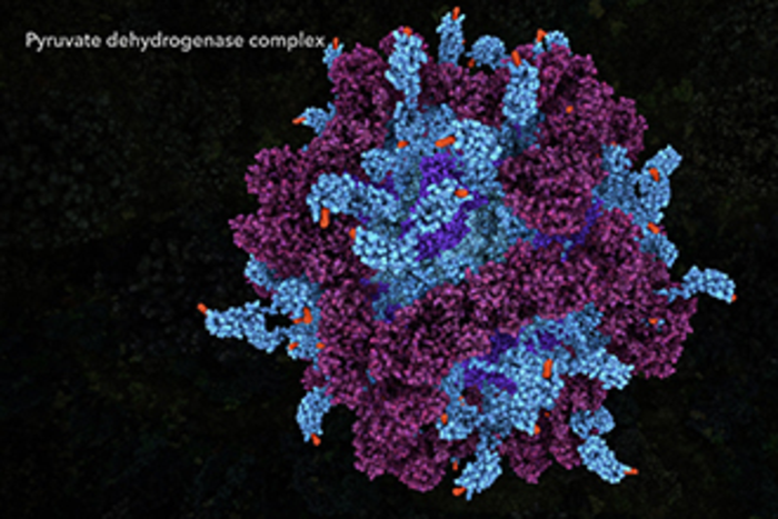 Pyruvate dehydrogenase complex [IMAGE] | EurekAlert! Science News Releases