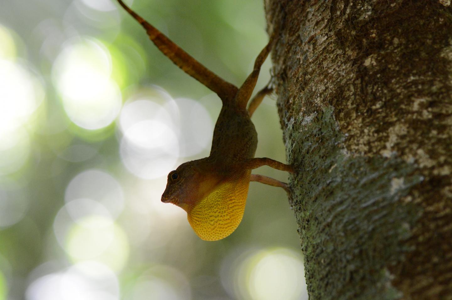 Anolis gundlachi [IMAGE] | EurekAlert! Science News Releases