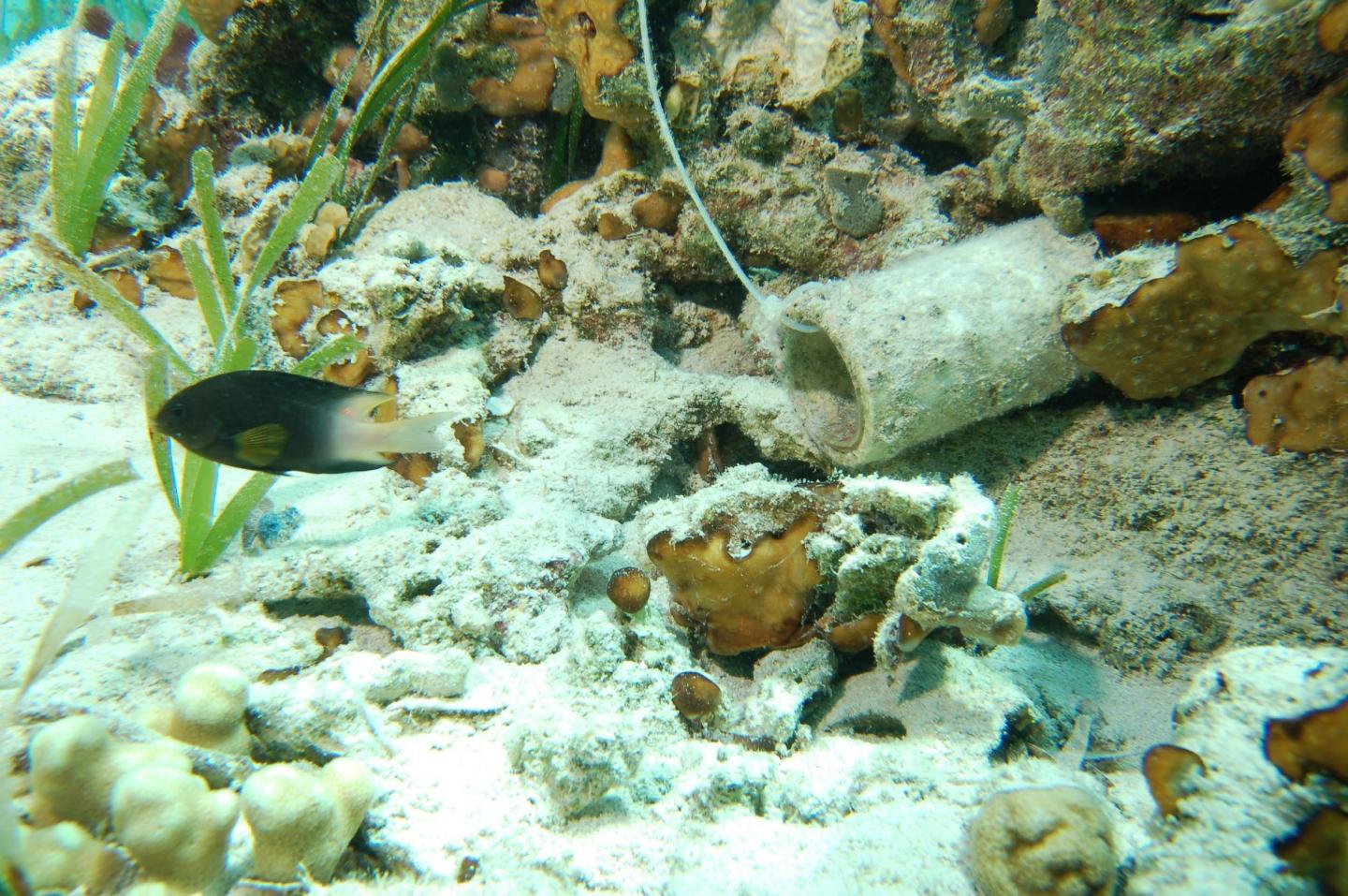 A Tagged Bicolor Damselfish [IMAGE] | EurekAlert! Science News Releases