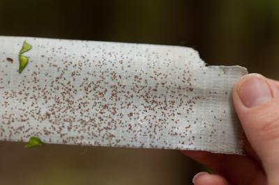 Larval Ticks on Duct Tape [IMAGE] | EurekAlert! Science News Releases