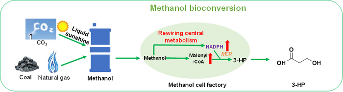 Bioconversion of methanol to 3-hydroxypropion | EurekAlert!