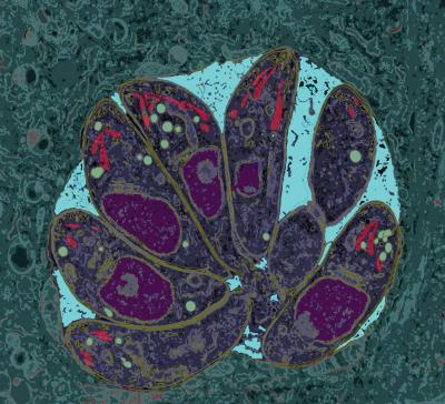 Why Virulence Varies in Tox [IMAGE] | EurekAlert! Science News Releases