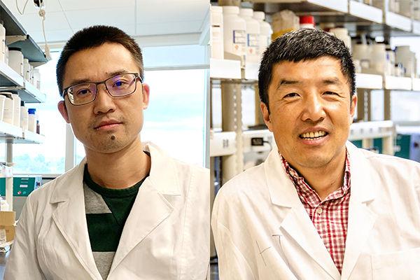 Li and Liu [IMAGE] | EurekAlert! Science News Releases