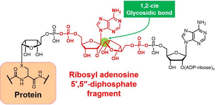 Chemical structure of poly(ADP [IMAGE] | EurekAlert! Science News Releases
