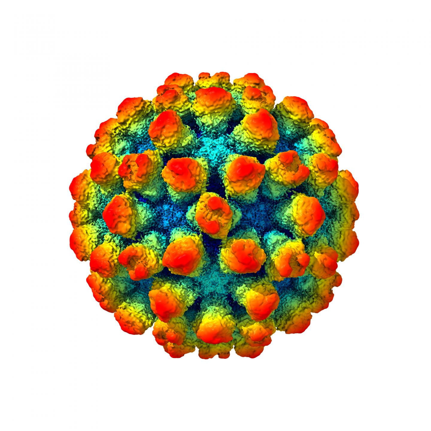 Image Of The Murine Norovirus IMAGE EurekAlert Science News Releases