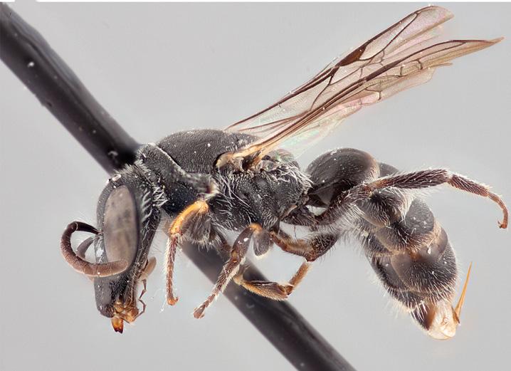 One of 8 new endemic polyester bees from Chil | EurekAlert!