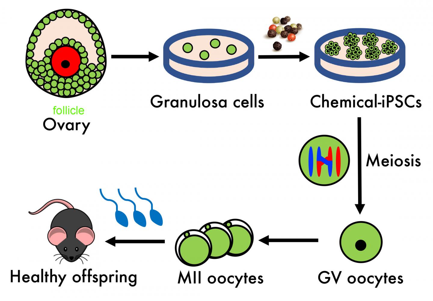 Process Generating Offspring f [IMAGE] | EurekAlert! Science News Releases