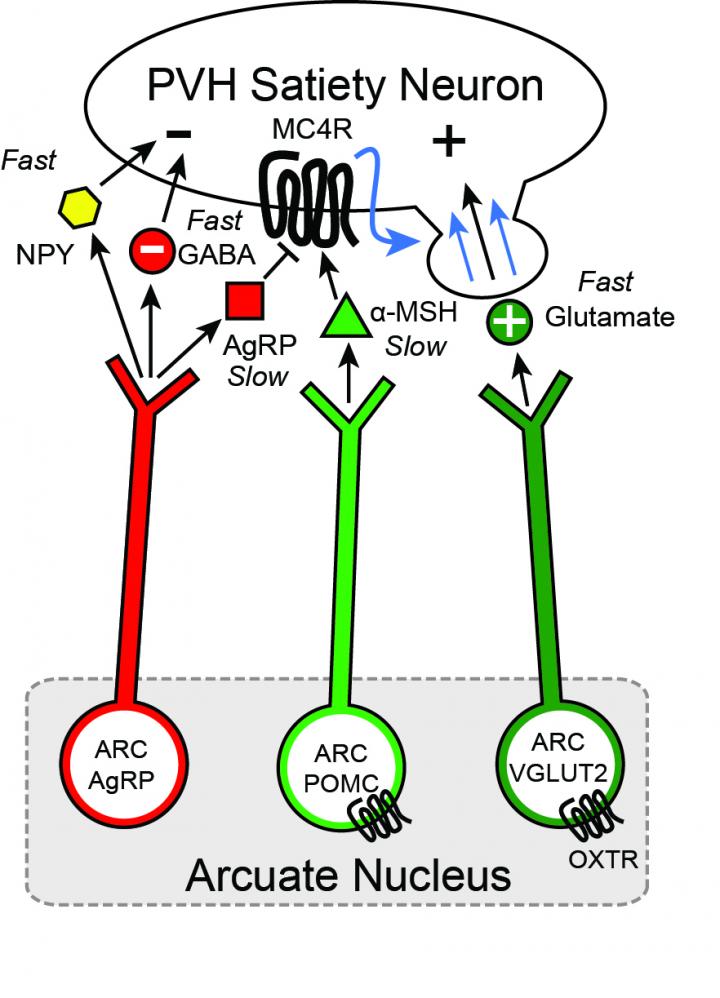 Insight into the brain's control of hunger an | EurekAlert!