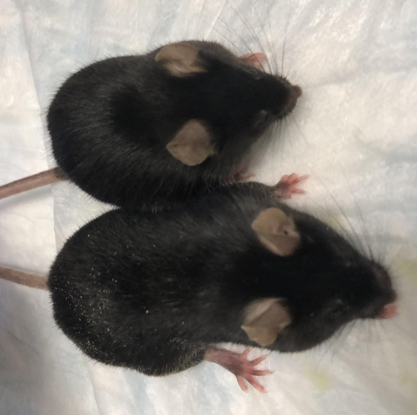 Smaller Mouse [IMAGE] | EurekAlert! Science News Releases