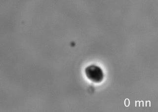 How did early primordial cells evolve? | EurekAlert!