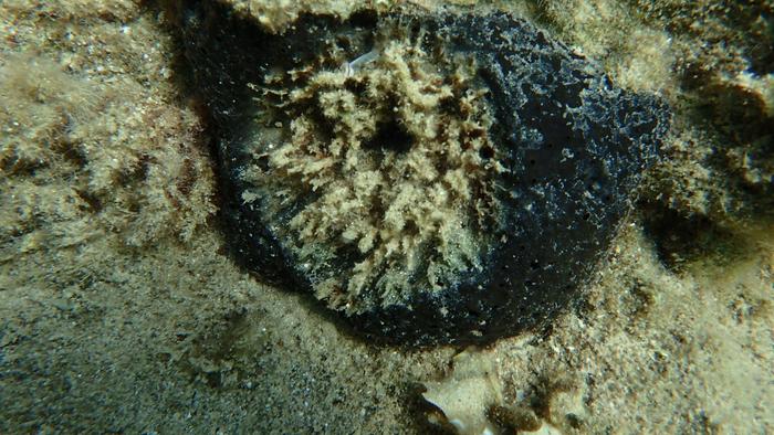 Dead sponge [IMAGE] | EurekAlert! Science News Releases