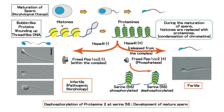 Development of Mature Sperm (2 [IMAGE] | EurekAlert! Science News Releases