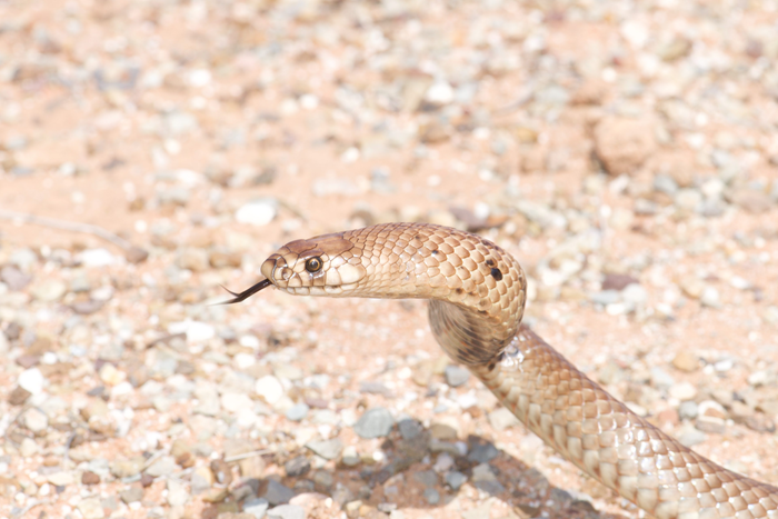 Strap-snouted Brown Snake [IMAGE] | EurekAlert! Science News Releases