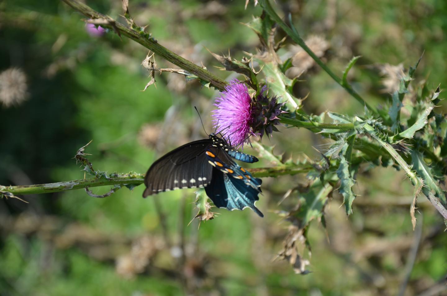 Pipevine Swallowtail [IMAGE] | EurekAlert! Science News Releases