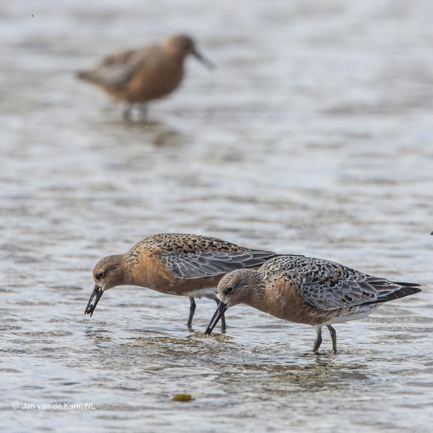 Red Knots [IMAGE] | EurekAlert! Science News Releases