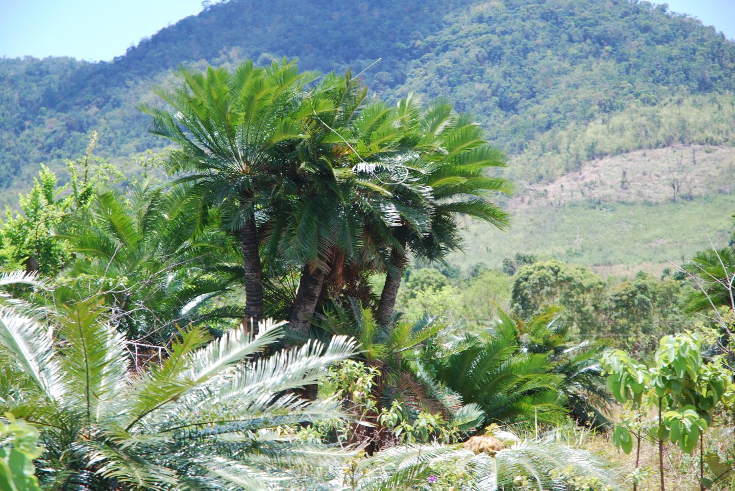 Update on an endangered Philippine cycad spec | EurekAlert!