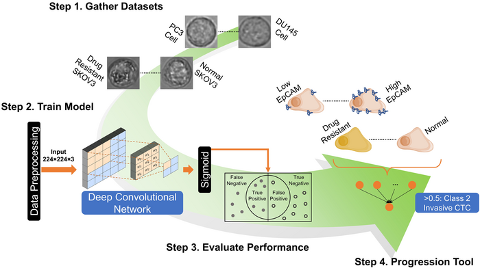 Workflow for cell classificati [IMAGE] | EurekAlert! Science News Releases
