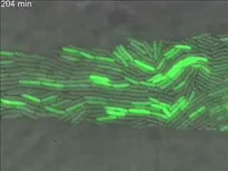 Blinking Bacteria | EurekAlert!