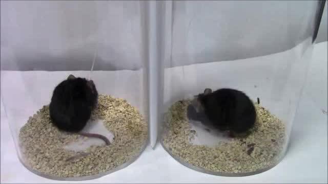 Mice, Not Just Primates, Feel the Impulse of | EurekAlert!