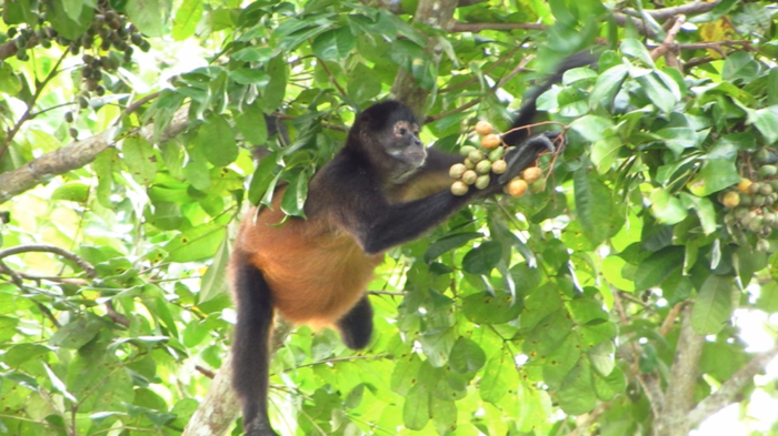 Monkeys routinely consume fruit containing al | EurekAlert!