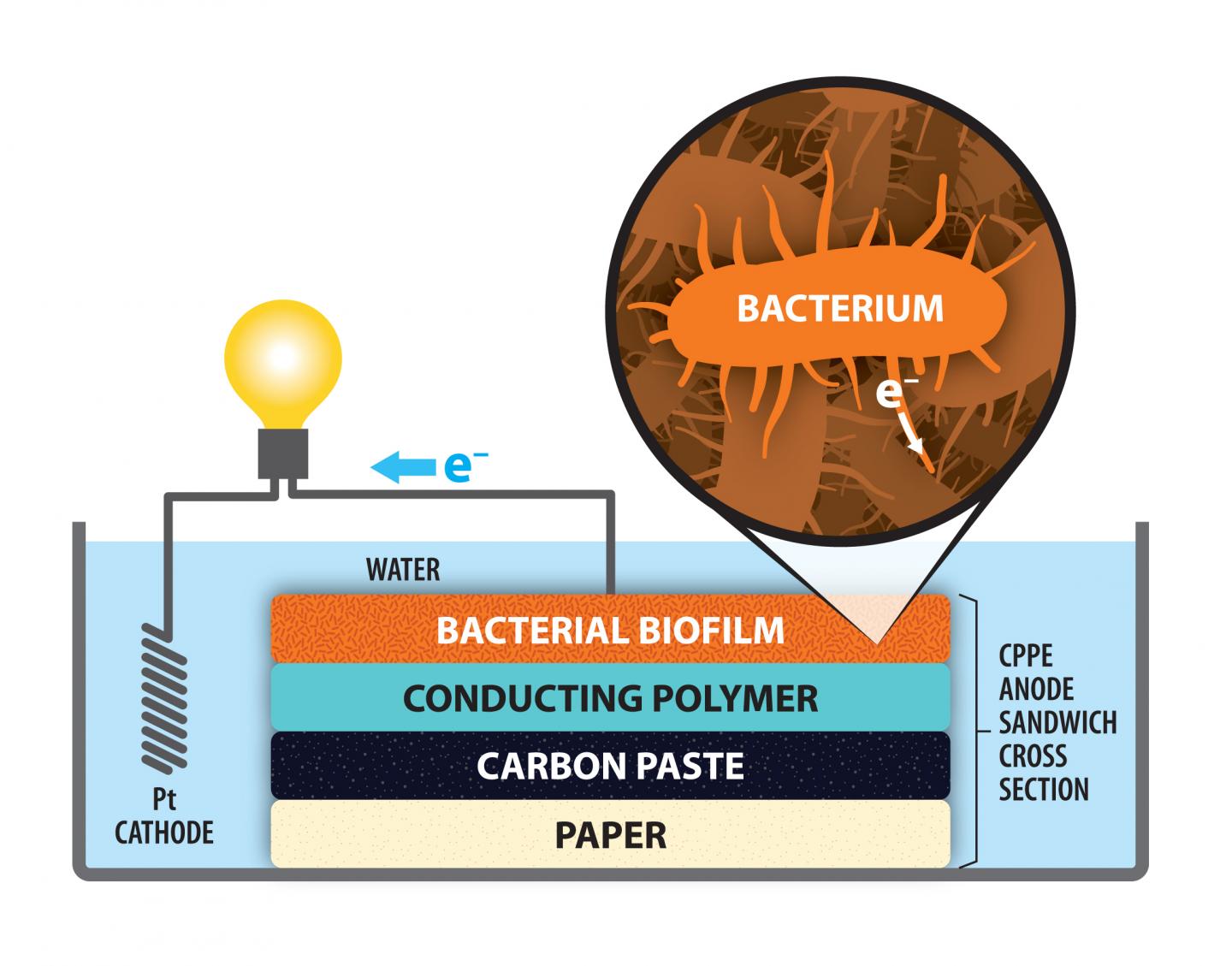 Building a better microbial fuel cell -- usin | EurekAlert!