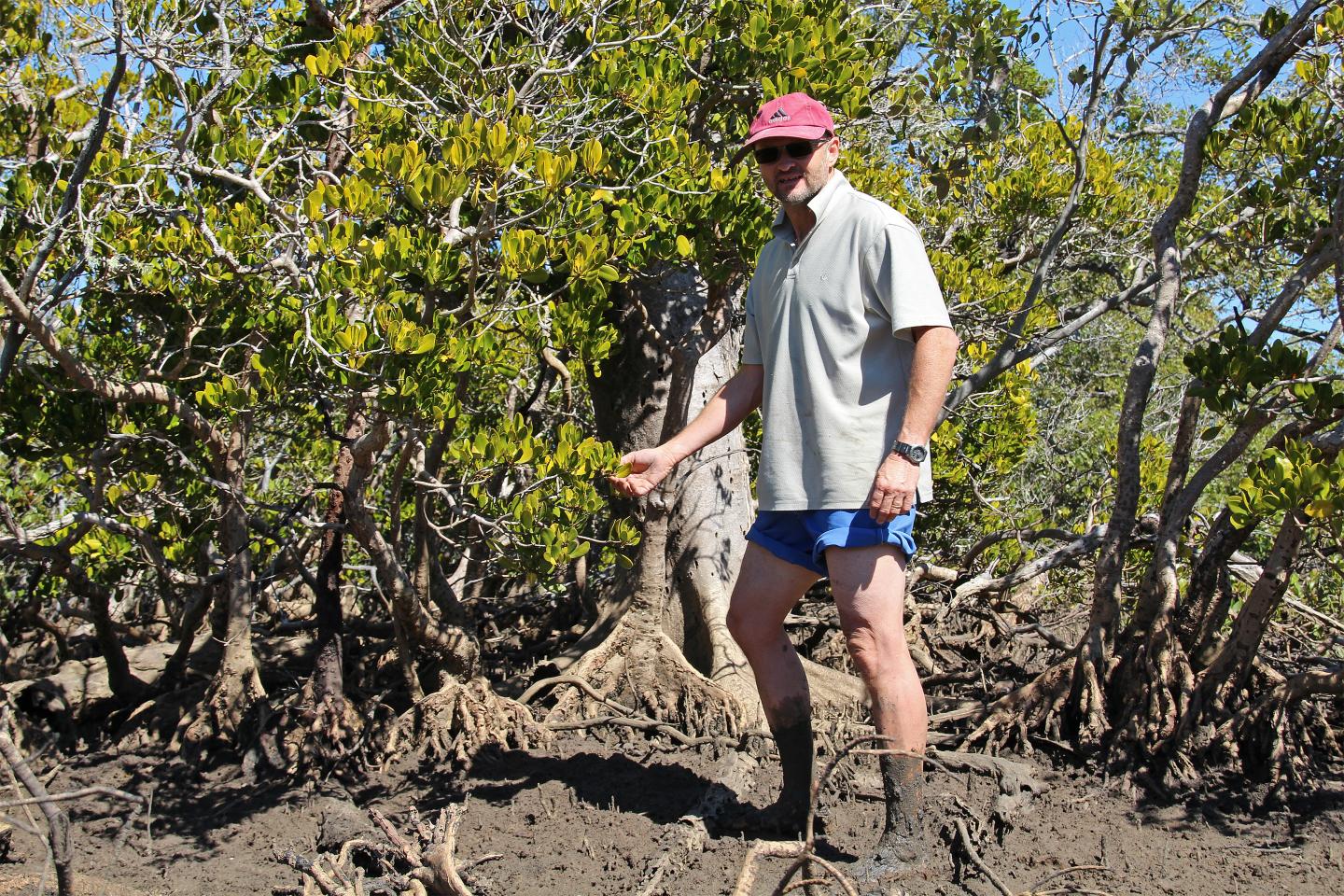 Will Methane Emissions from Mangrove Sediment | EurekAlert!