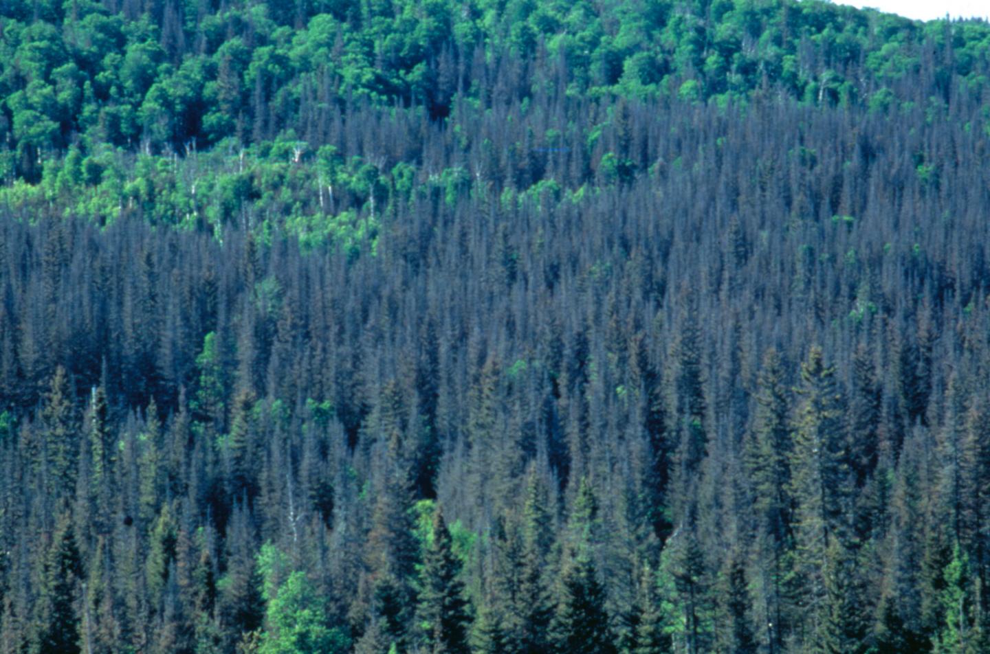 Special Issue: Forest Health (3 of 9) | EurekAlert!