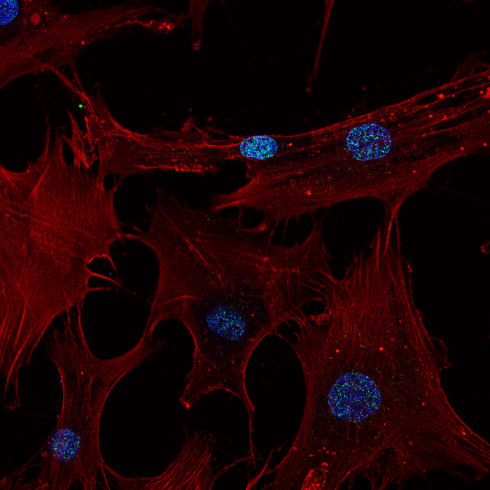 Stem cells turning into bone c [IMAGE] | EurekAlert! Science News Releases