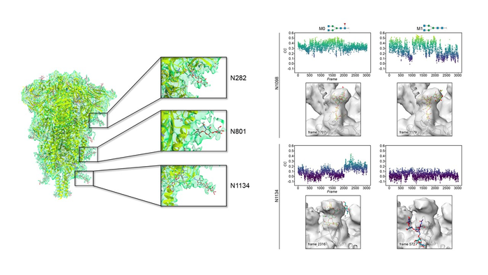 Further insights into SARS-CoV-2 spike protei | EurekAlert!