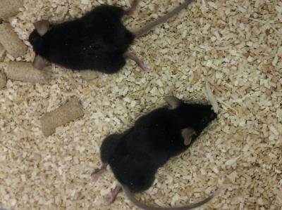 Researchers generate a mutant mouse model use | EurekAlert!