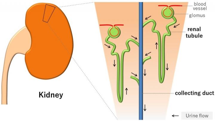 Urine Flow [IMAGE] | EurekAlert! Science News Releases