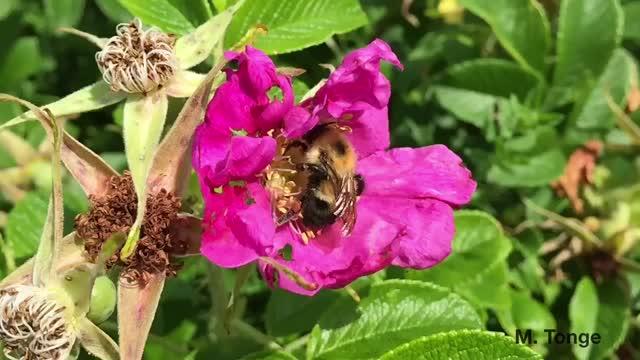 Climate Change: Compressing the Bumblebee Hom | EurekAlert!