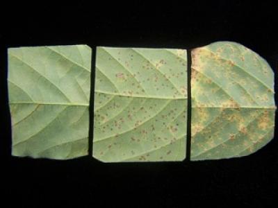Molecular technique advances soybean rust res | EurekAlert!